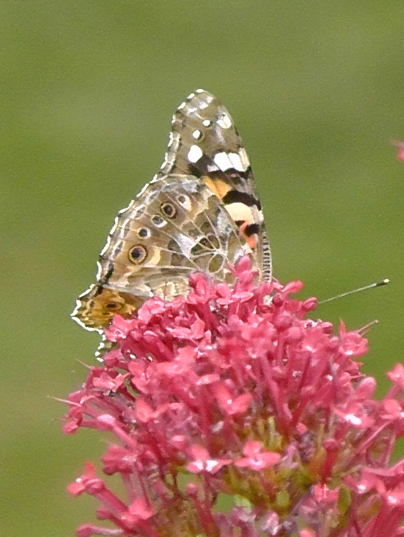The Oxon Feather: September 2012