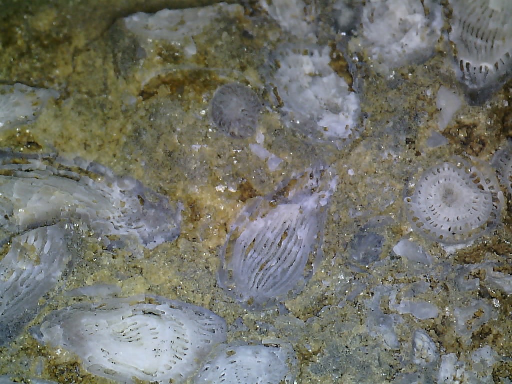 CSMS GEOLOGY POST: FUSULINIDS, BRACHIOPODS, SOUTHEAST ASIA AND MUNGO JERRY