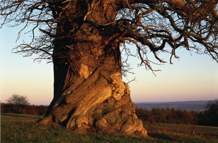 A sombra verde: Archie Miles