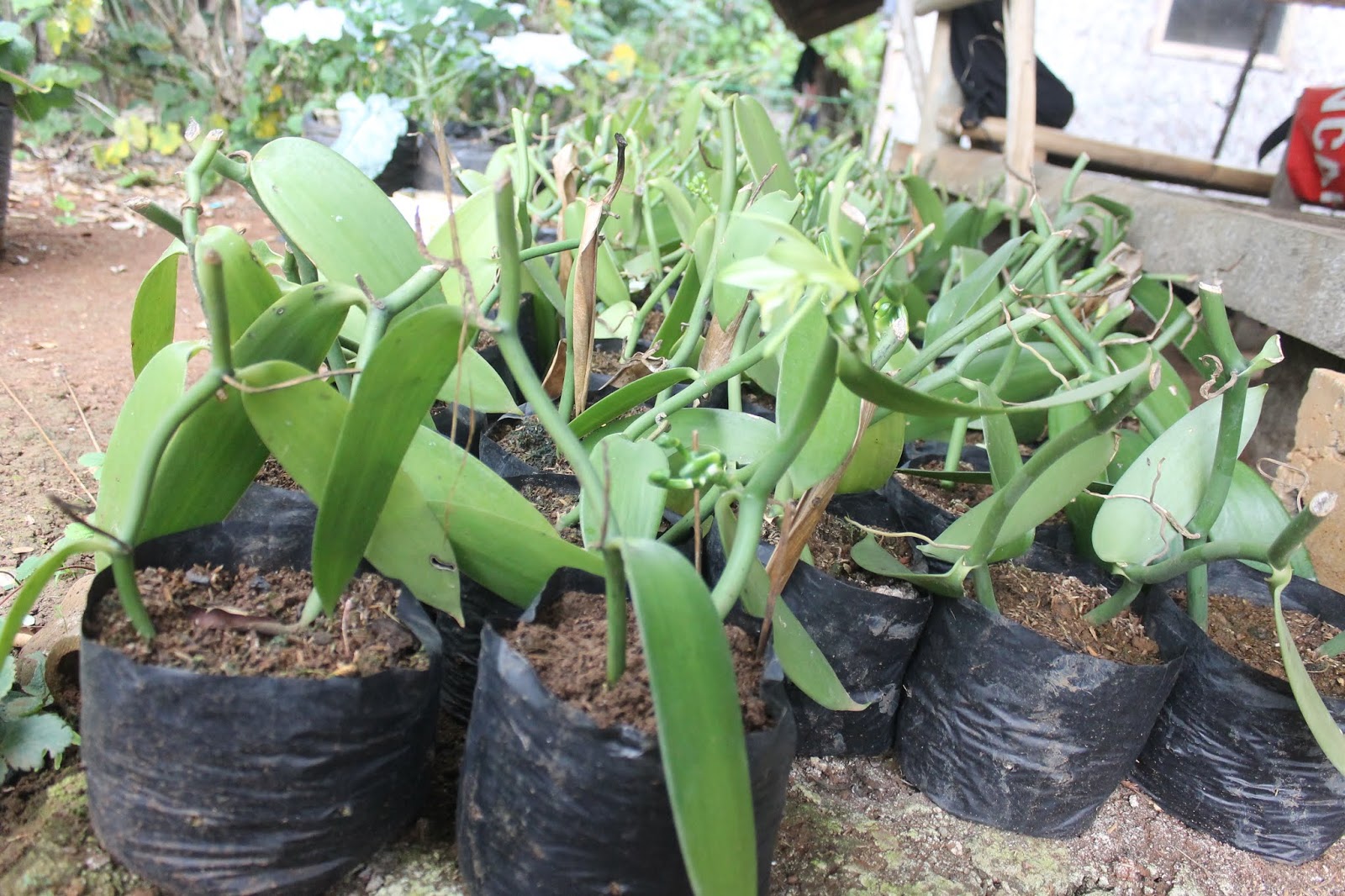 Begini Cara Tanaman Vanili Baru Berumur Tanam Satu Bulan Sudah Berbunga ...