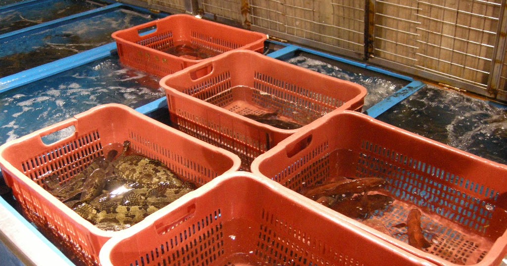 Grouper Exporter - Mud Crab Exporters, Mud Crab Manufacturers, Mud Crab ...