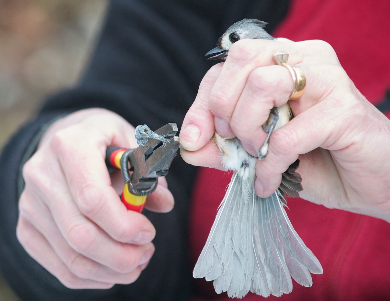 What Is Bird Banding at Shaun Williamson blog