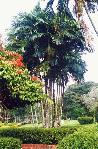 Flora de Puerto Rico Ilustrada Papo Vives: ARECACEAE PTYCHOSPERMA ...