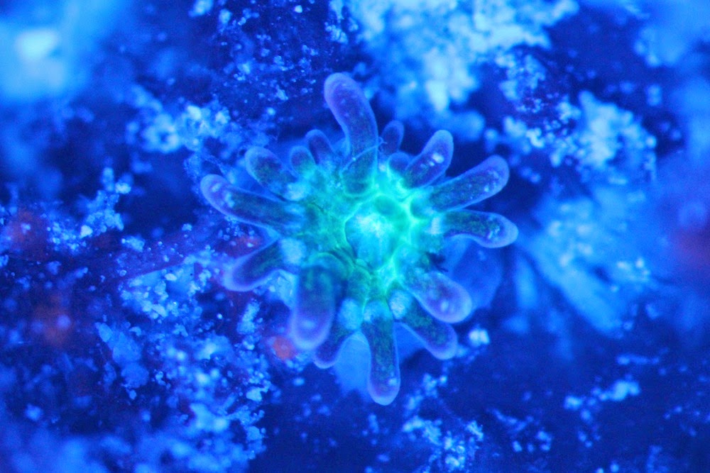 Librarian on Palmyra Atoll: Finally on Palmyra and my first full day of ...