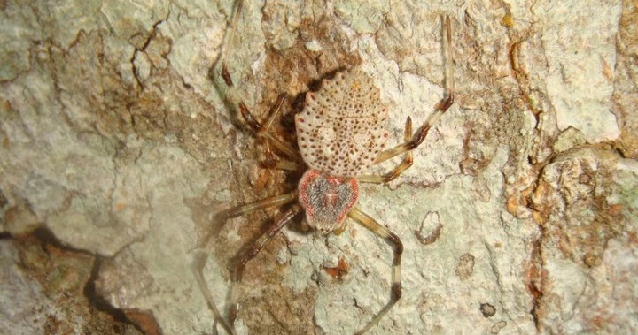 PHILIPPINE SPIDERS: COIN SPIDER ( female )