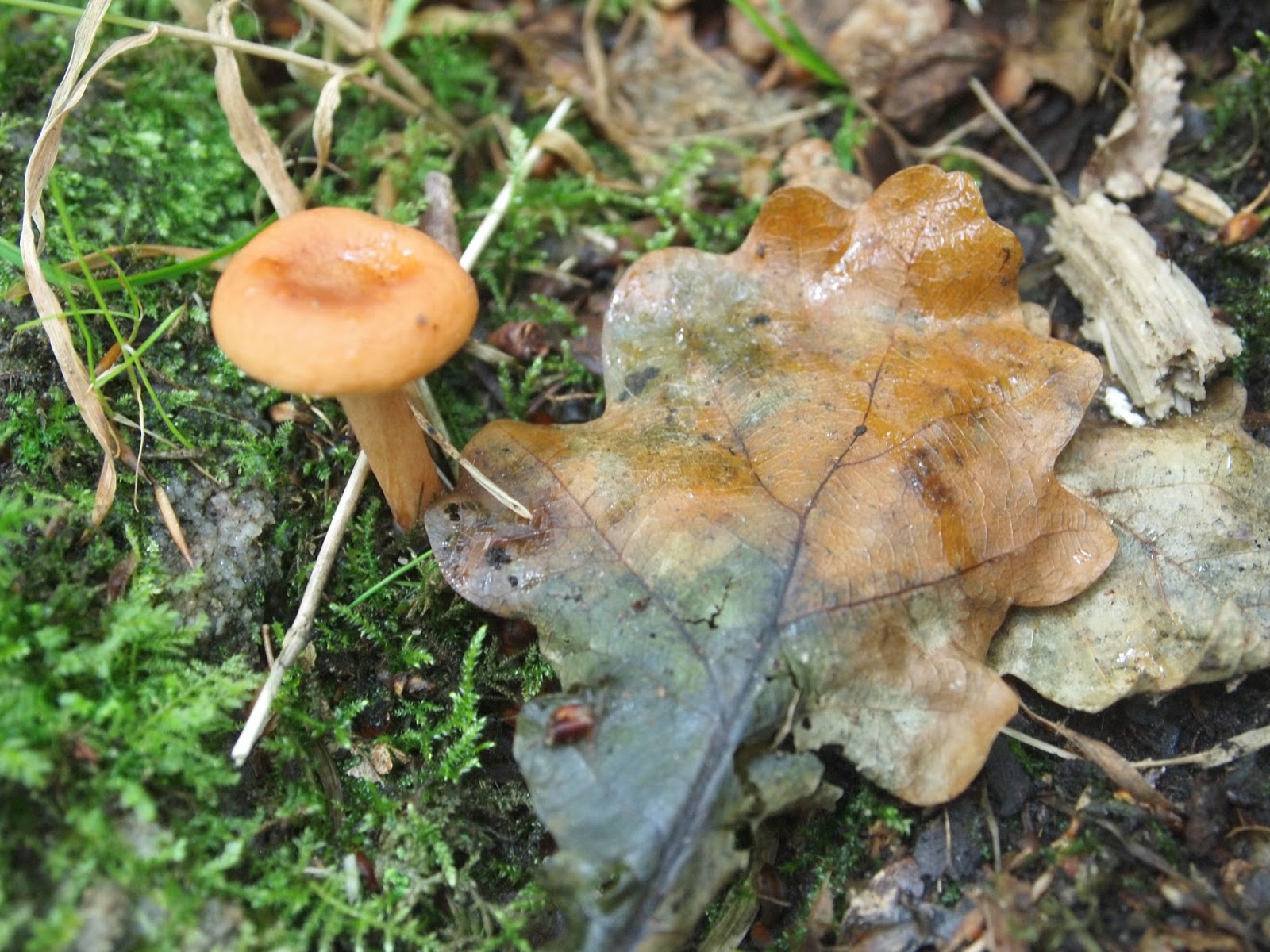 Calderdale Fungi - Halifax Scientific Society - Mycology Section ...