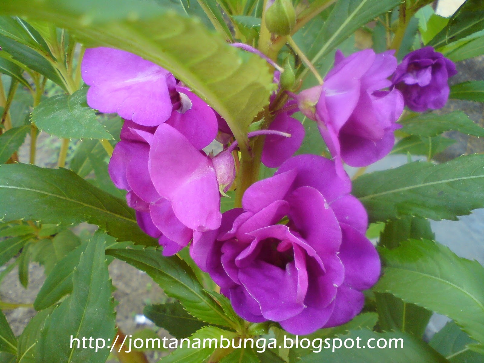 Jom Tanam Bunga: Keembung Ubat Perut Kembung?