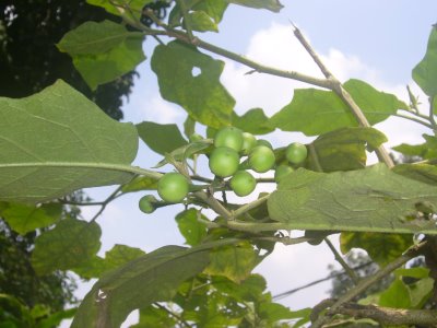 kodai IQFA: Rimbang, Tanaman yang Bagus Untuk Kesehatan Mata