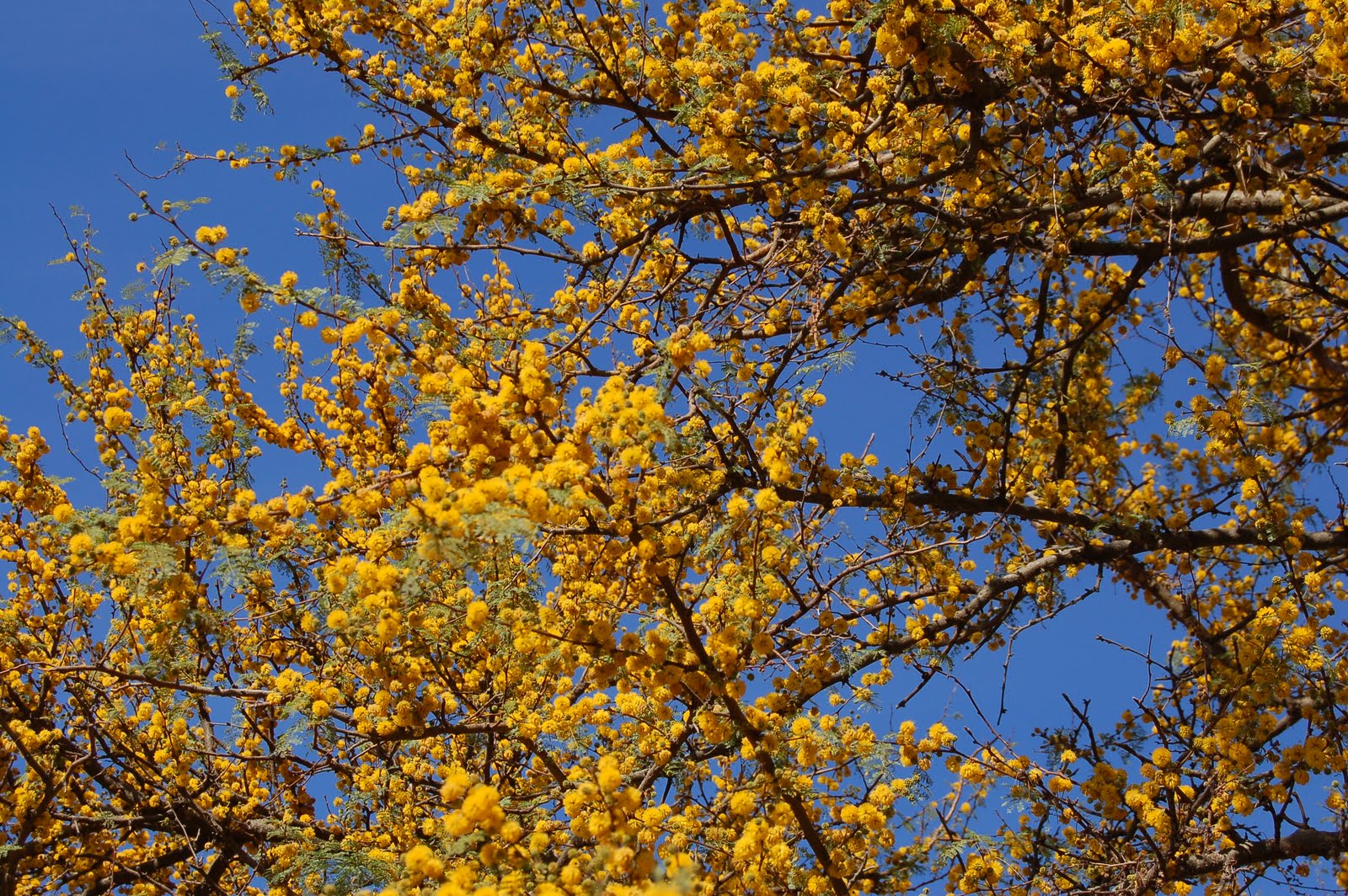 Cultura Guaraní: El espinillo.