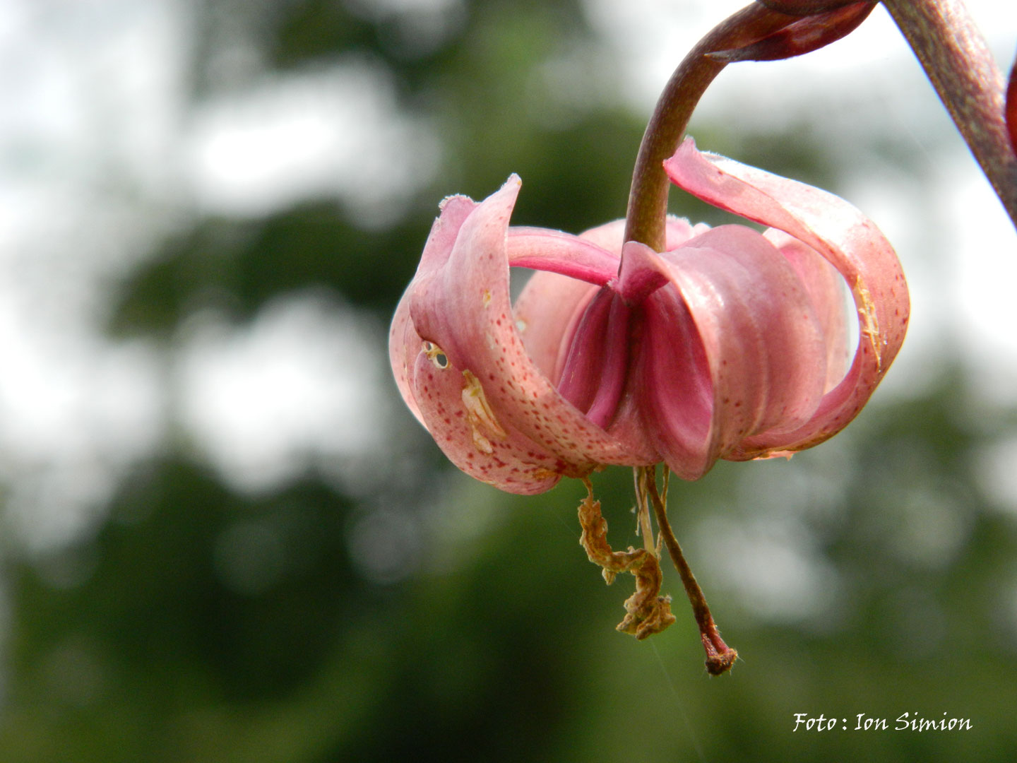 De vorba cu mine însumi: Le temps des fleurs - VIII