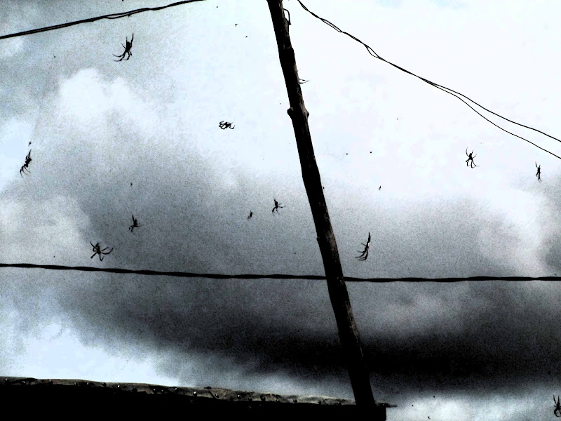 Lisa in Benin: mango spiders