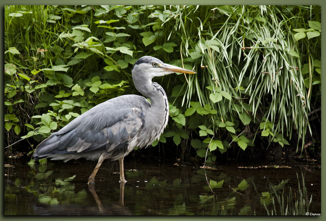 Amsterdamse Waterleiding Duinen (AWD): Oh, Oh Den Haag