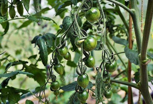 Helenes Tomater: K- 54-84 "Evil Olive"