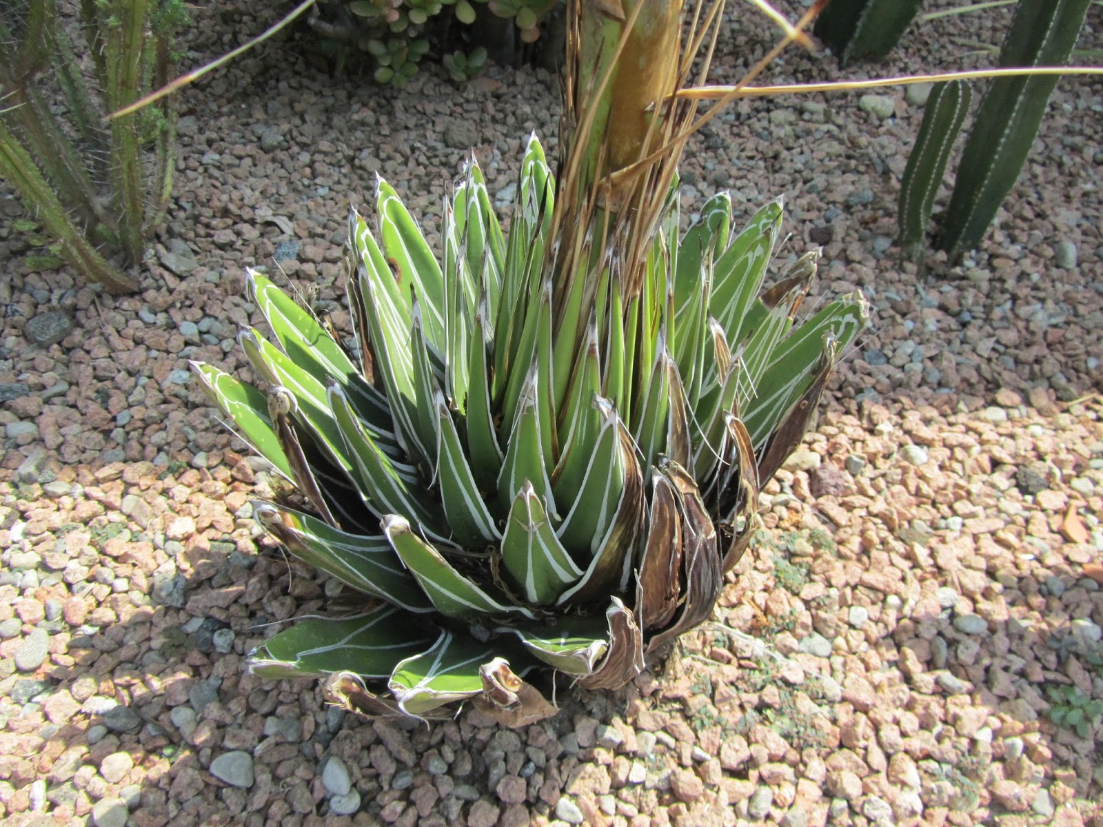 Agave : Come Riconoscere le Diverse Specie - Con Foto e Descrizione ...