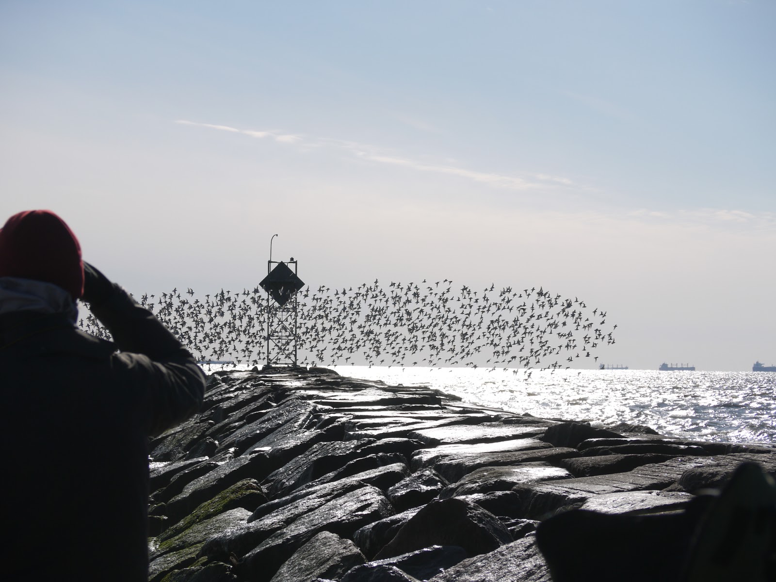 Frogma: Dunlin Murmuration, Jones Beach, 1/26/2019