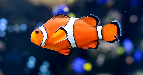 Nemo Fish | Wild Life Adventures