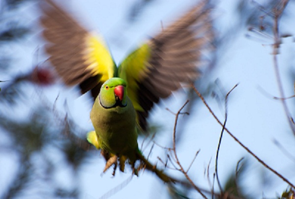HD Animals: flying green parrot