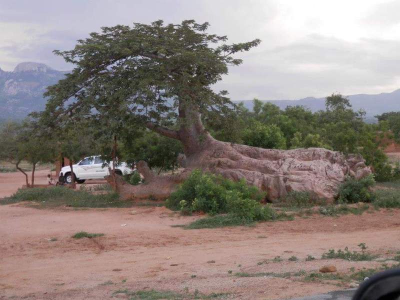 SAUDADES DA FLOR DE ACACIA: O embondeiro que caiu