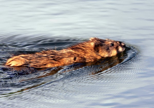 The Jungle Store: Musky Rats?