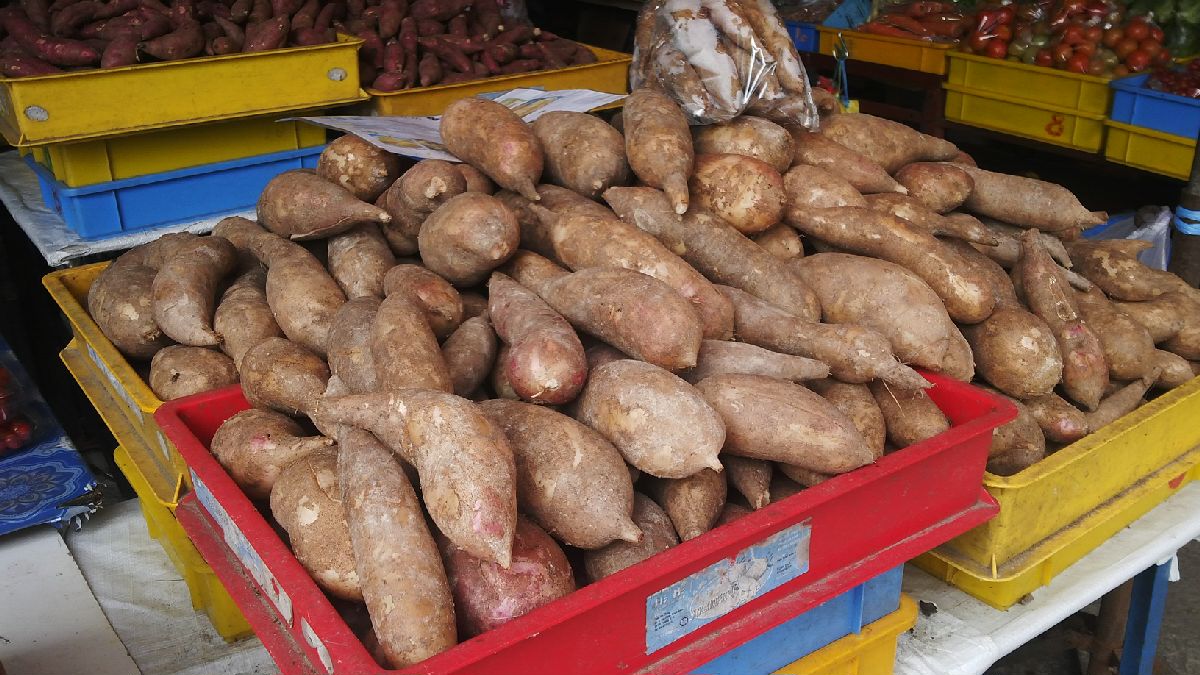 mrkumai.blogspot.com: Update Cuti Merdeka @ Cameron : Ubi Yakon