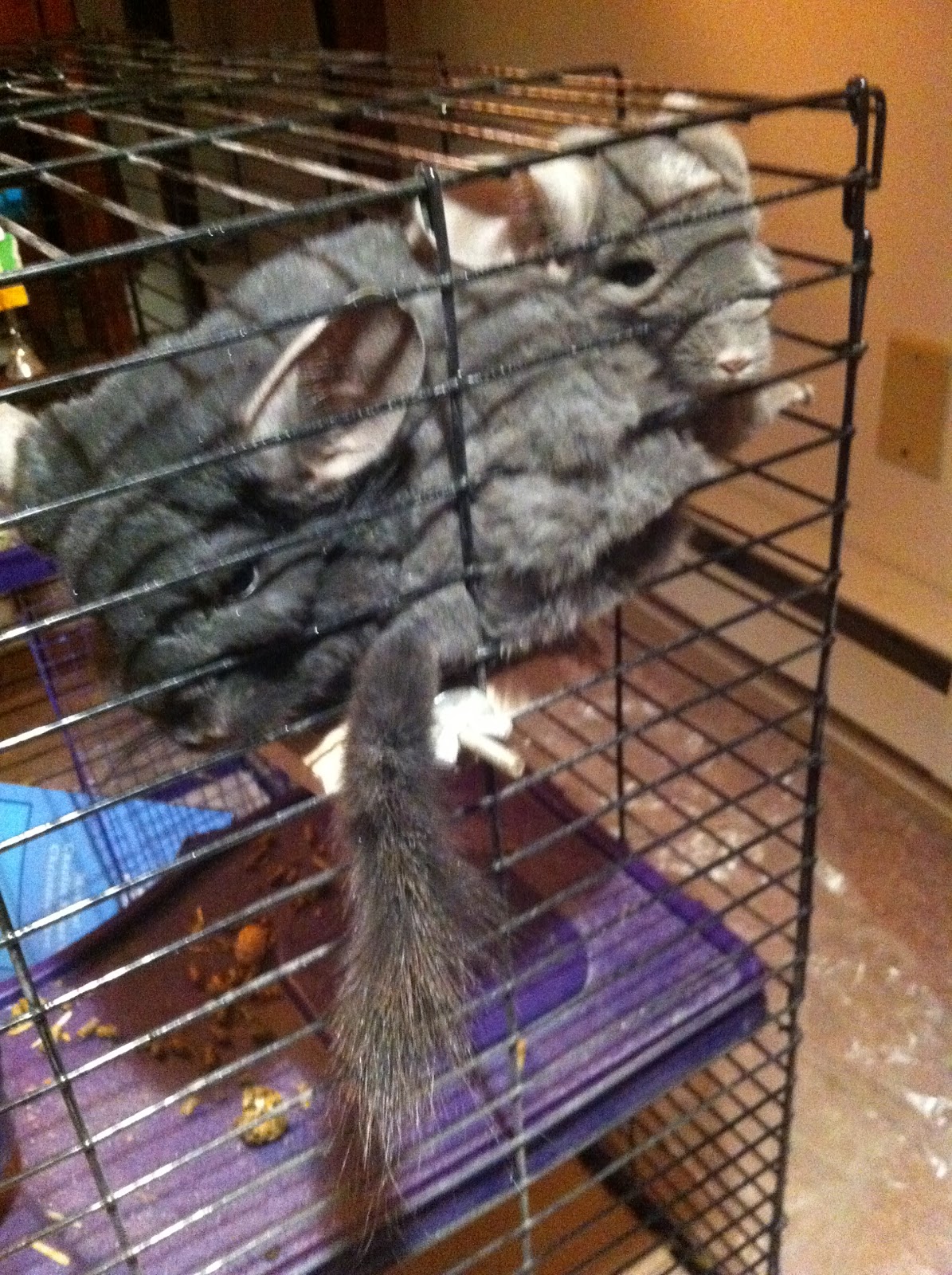 Riotkitte: Meet the Squabbits!