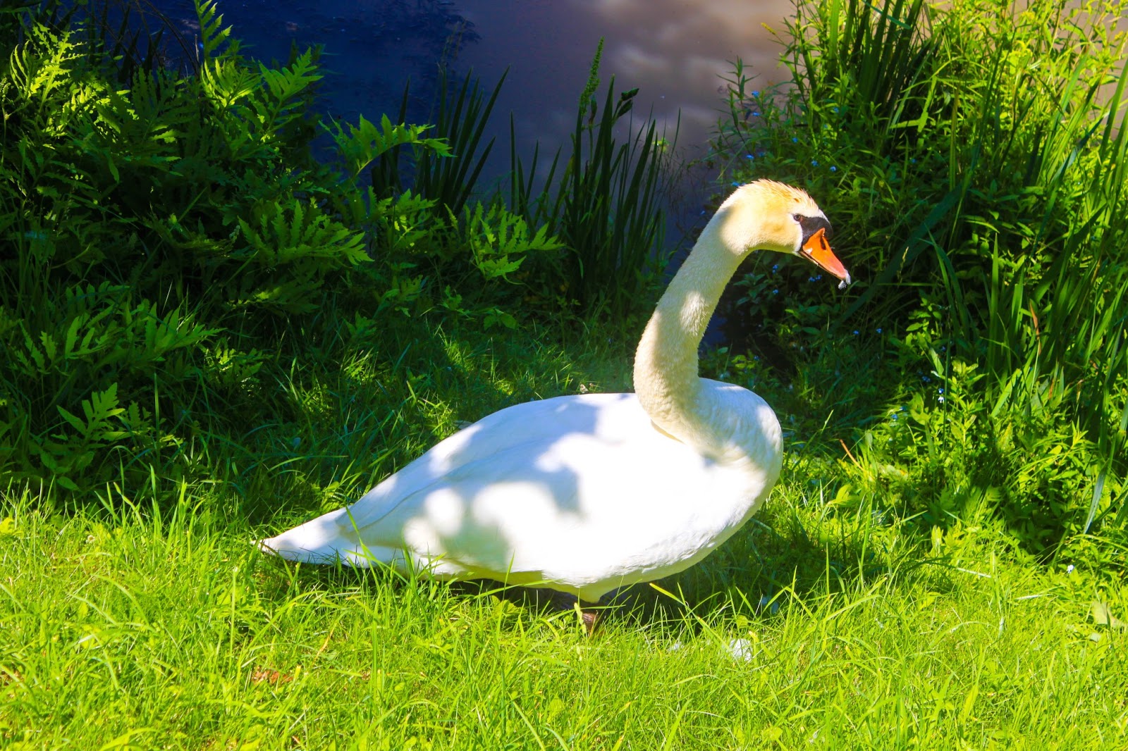 Krishna's Creations...: Shri Krishna's abode in New Vrindaban, WV...3