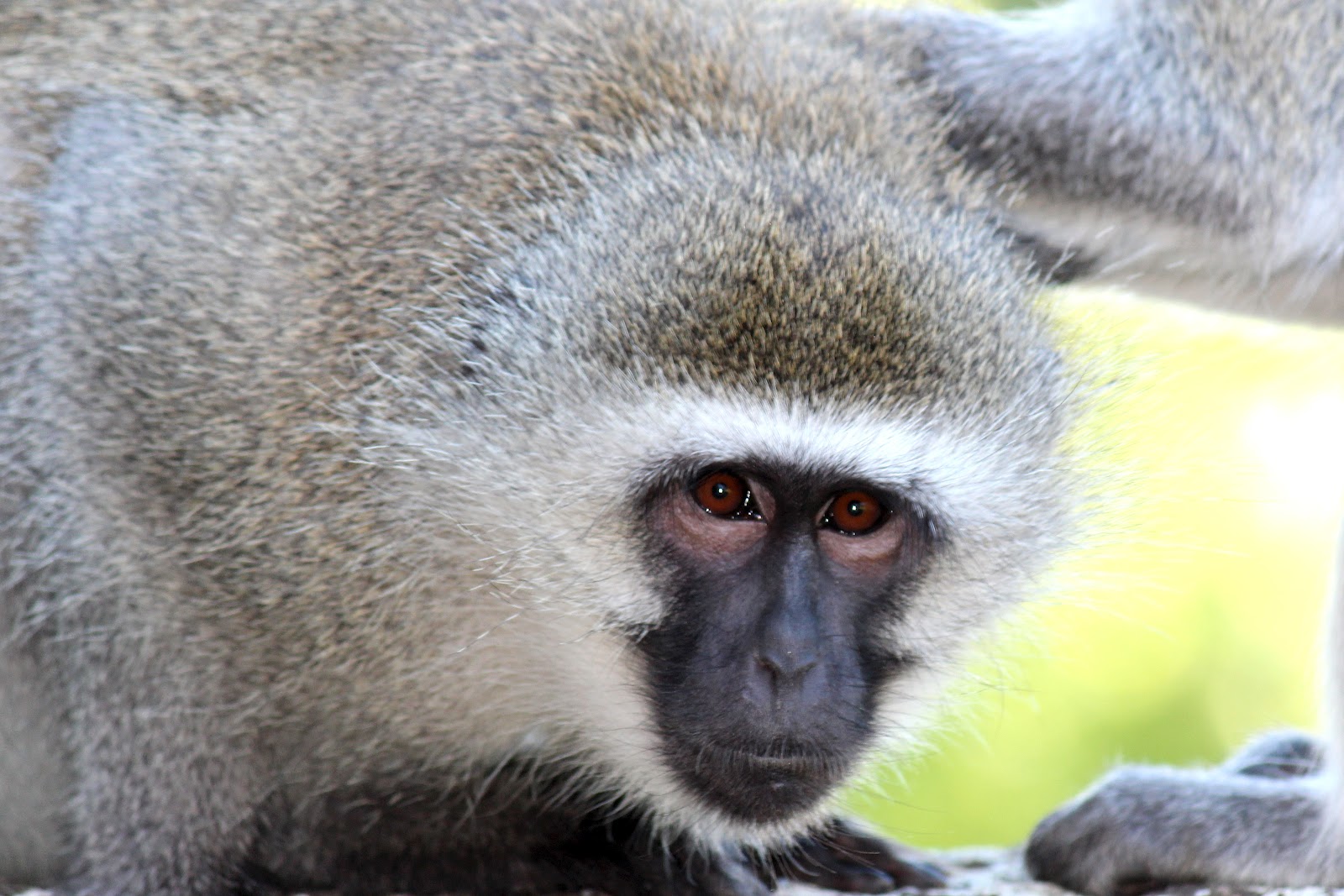 Gunderson Durban South Africa Mission: March: Molweni, Swaziland, YW Camp