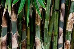 gubukbambu: Jual bambu tali