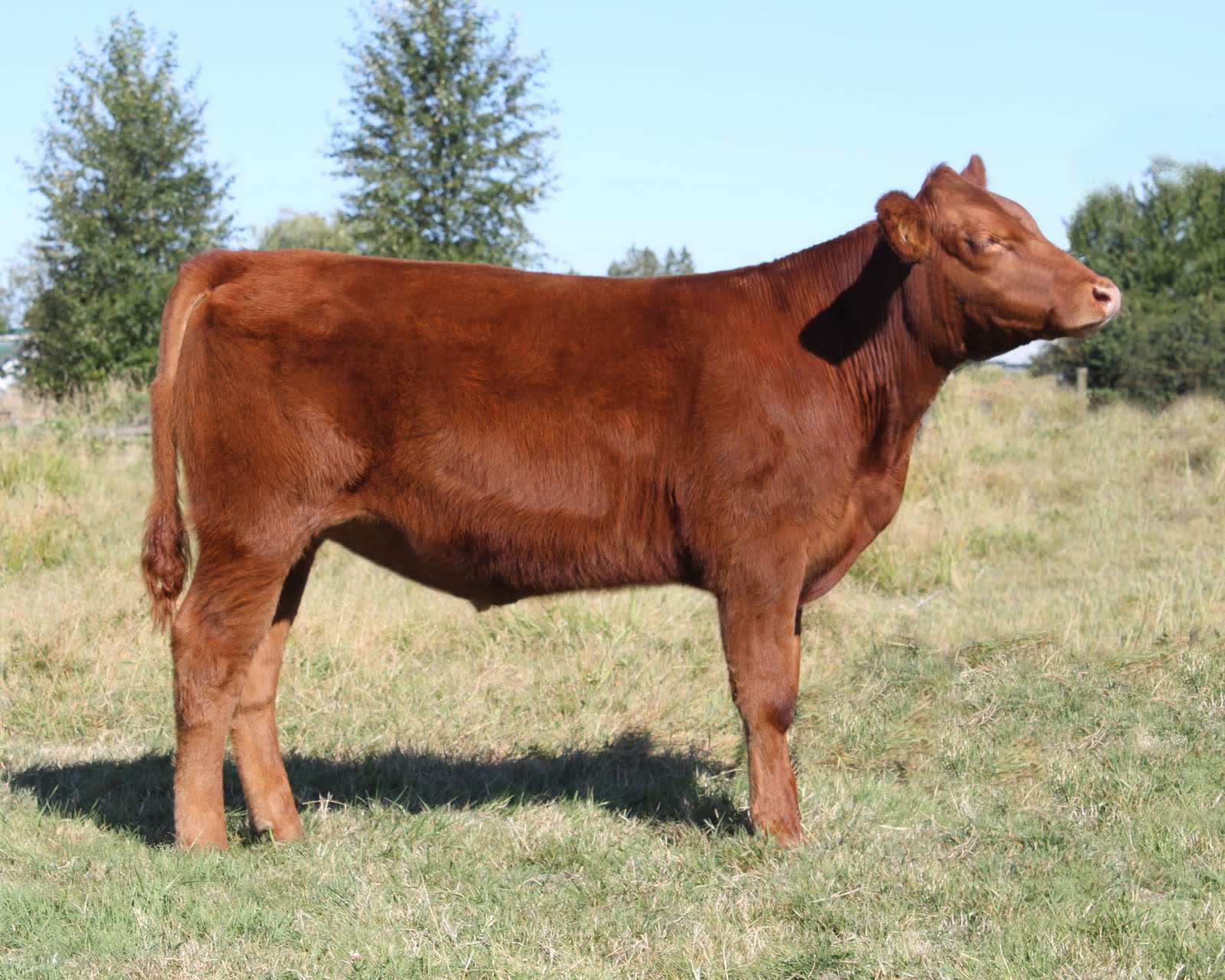 The Fall Prospect Showcase 2011: Steer Catalog Sale Order