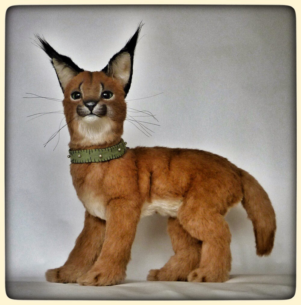 KALEideaSCOPE: Bear in Mind!: SAHARA caracal cat