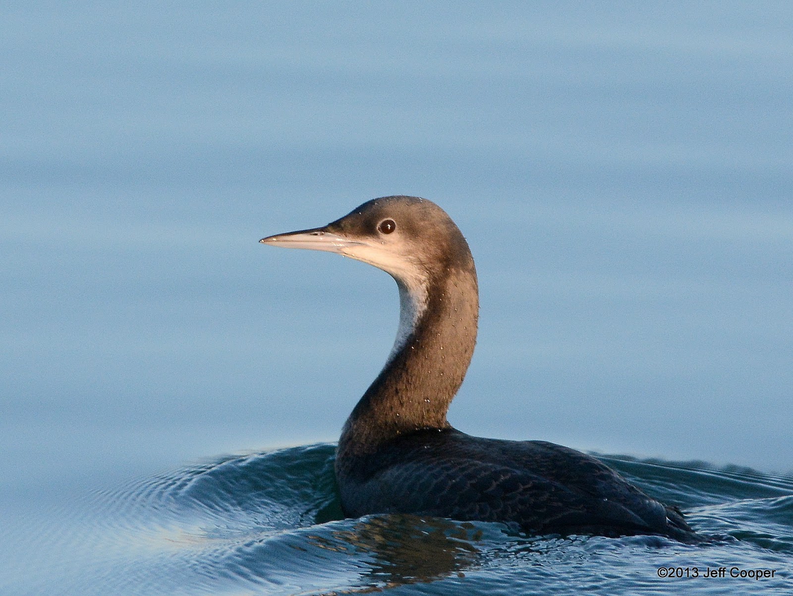 NeoVista Birds and Wildlife: Moon to Loon: Am I a Loony Bird?