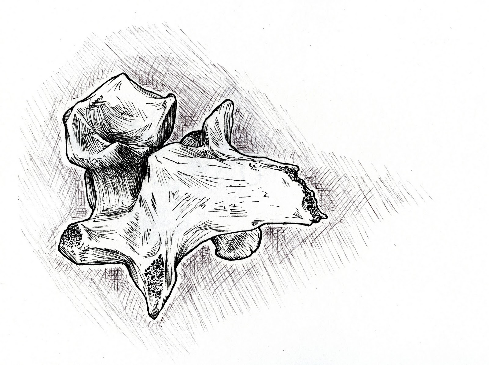 Flom Drawn: Bone Drawing from a while ago