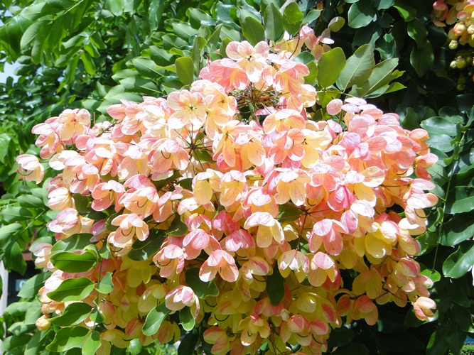 Reynolds Renditions : Flowering Trees In Hawaii (Photos)