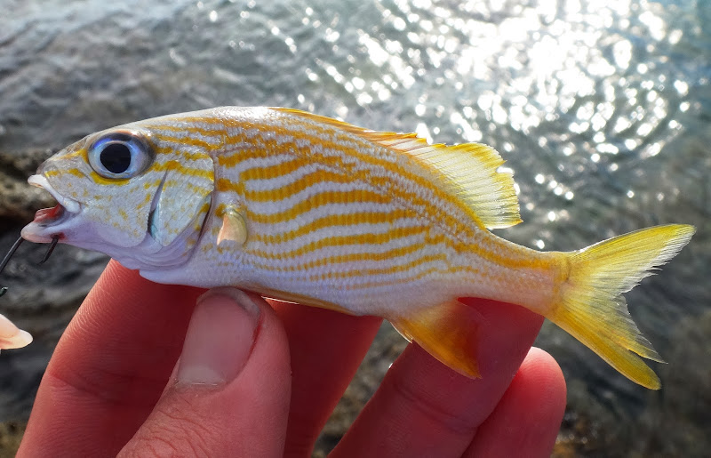 Ben Cantrell's fish species blog: FL shameless lifelisting part 4 - The ...
