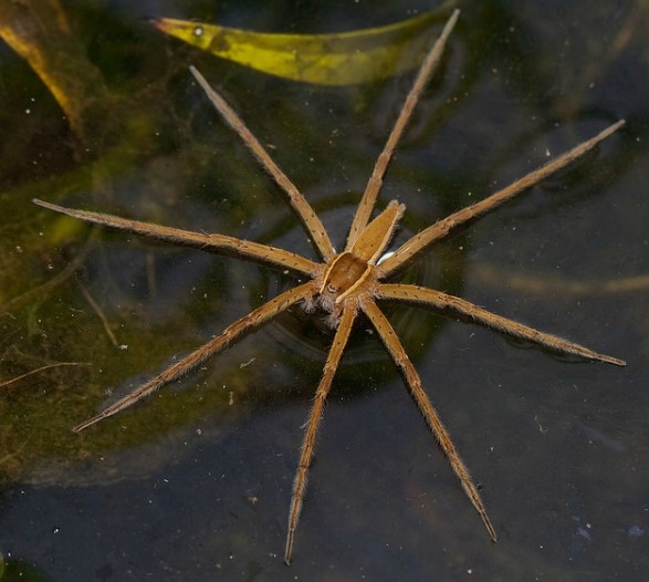 Menakjubkan 6 Hewan Ini Mampu Berjalan Di Atas Air | Juru Kunci