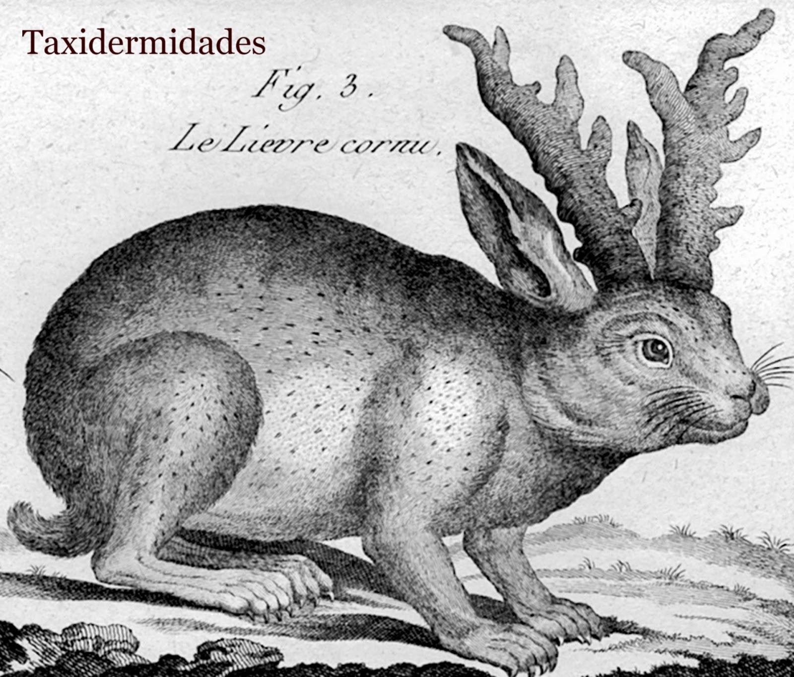 Taxidermidades: 2013