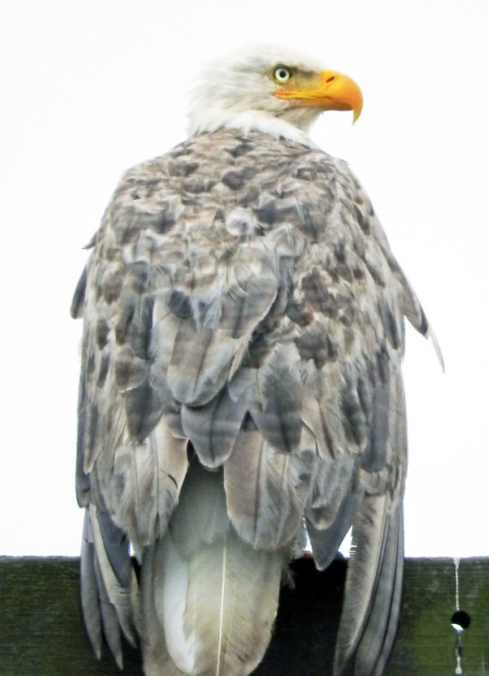 Because the typical brown pigmentation adds resilience to feathers ...