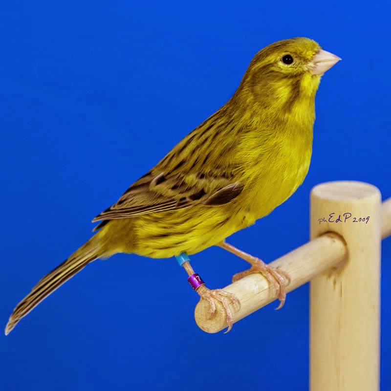 Canarini, gli accoppiamenti consigliati