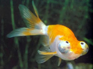 Species of Golden fish | Freshwater, Salt Water Aquarium Fish Tips