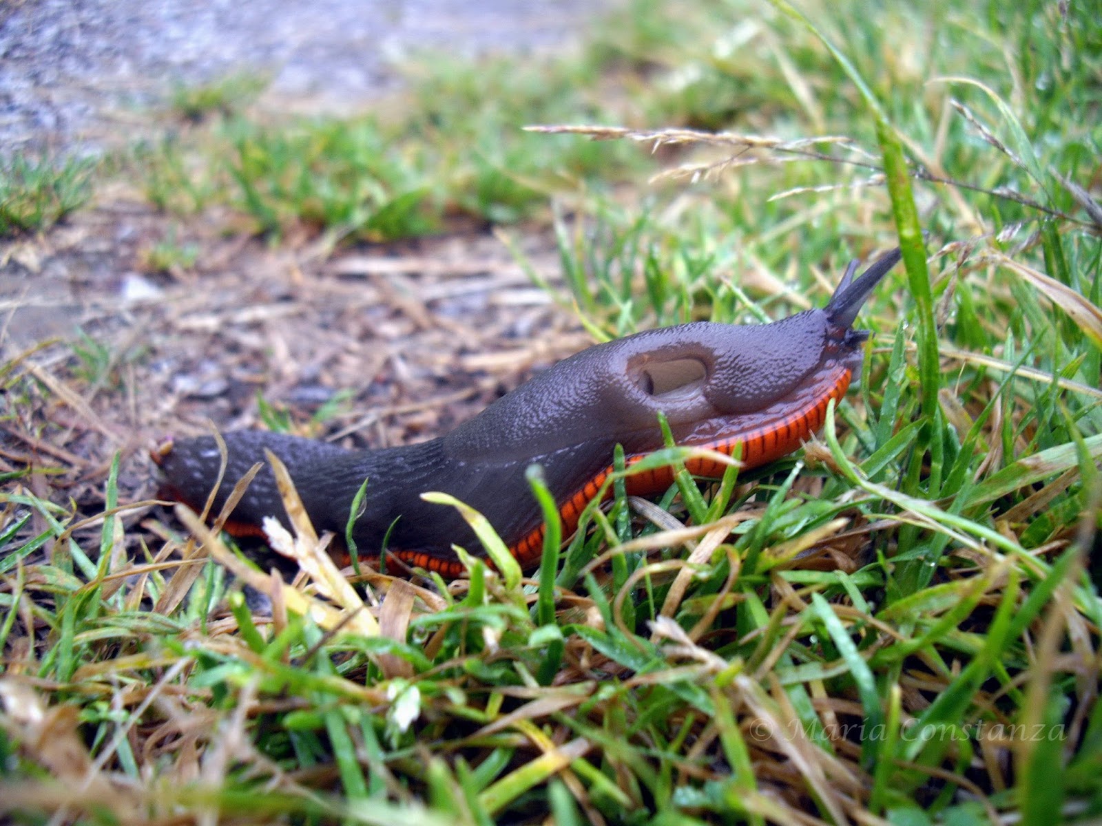 Colombo Española: Bichitos