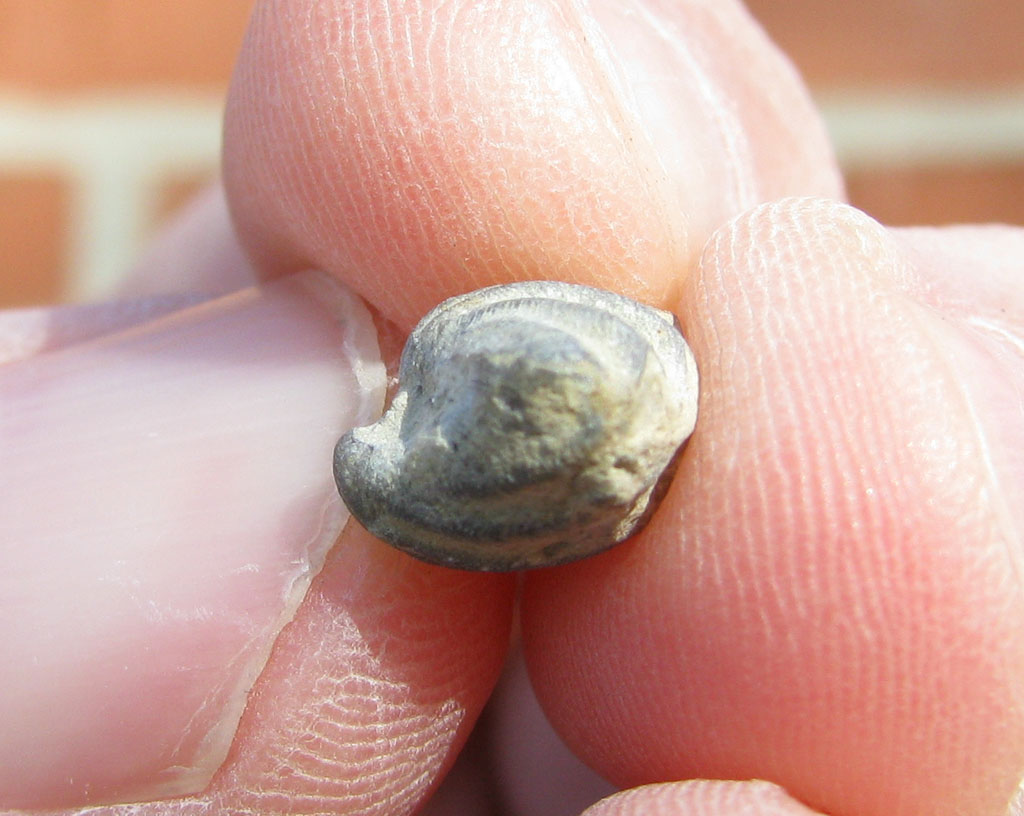 Views of the Mahantango: Howellella elegans brachiopod from the Wenlock ...