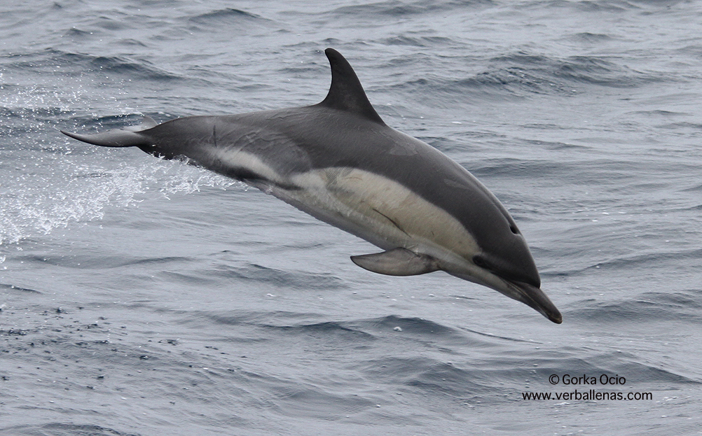 El blog de Gorka Ocio: DELFINES COMUNES (Delphinus delphis) DE MORFO ...