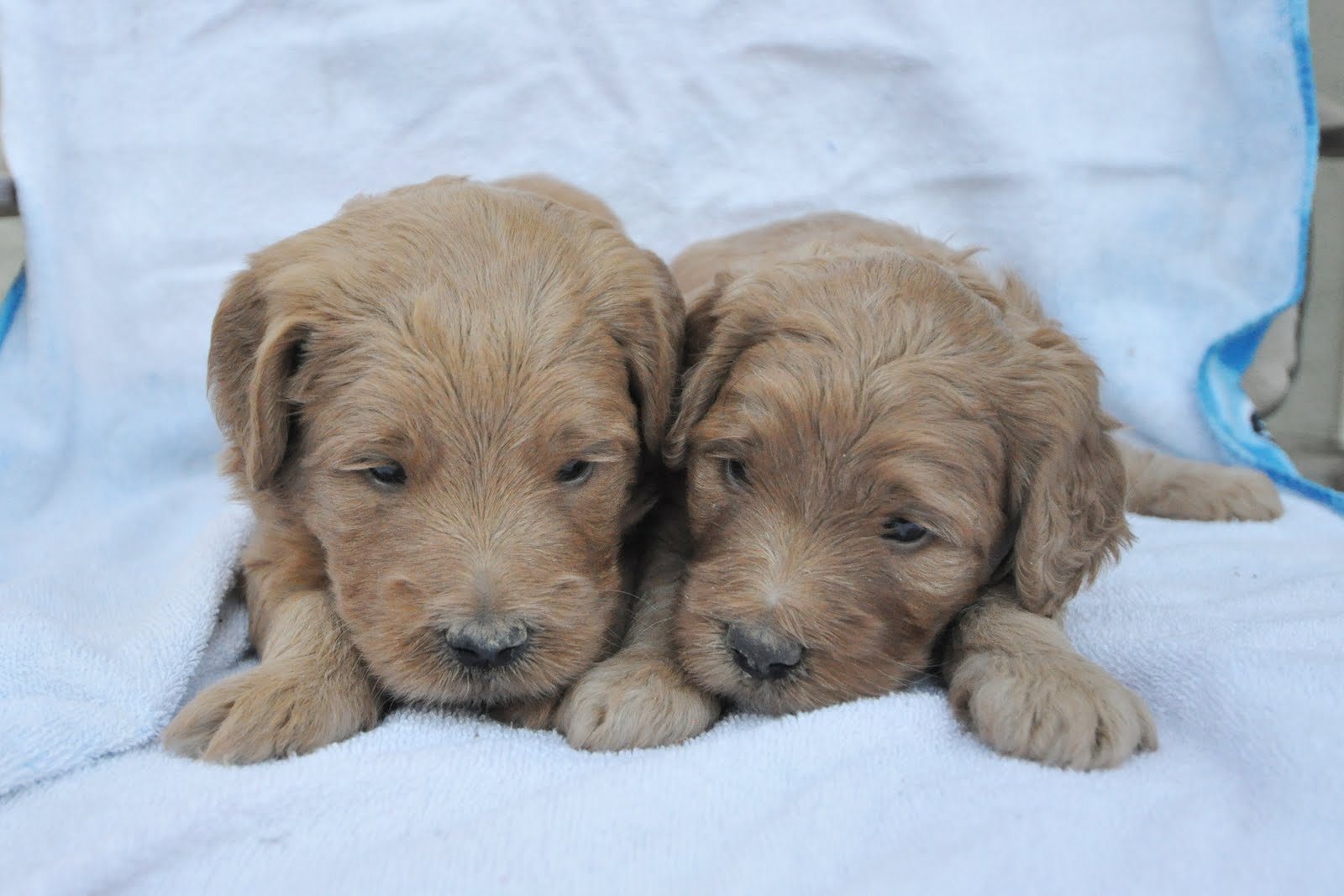 Faithful Doodles: 4 Week Old F1B Labradoodles! | Southern California ...
