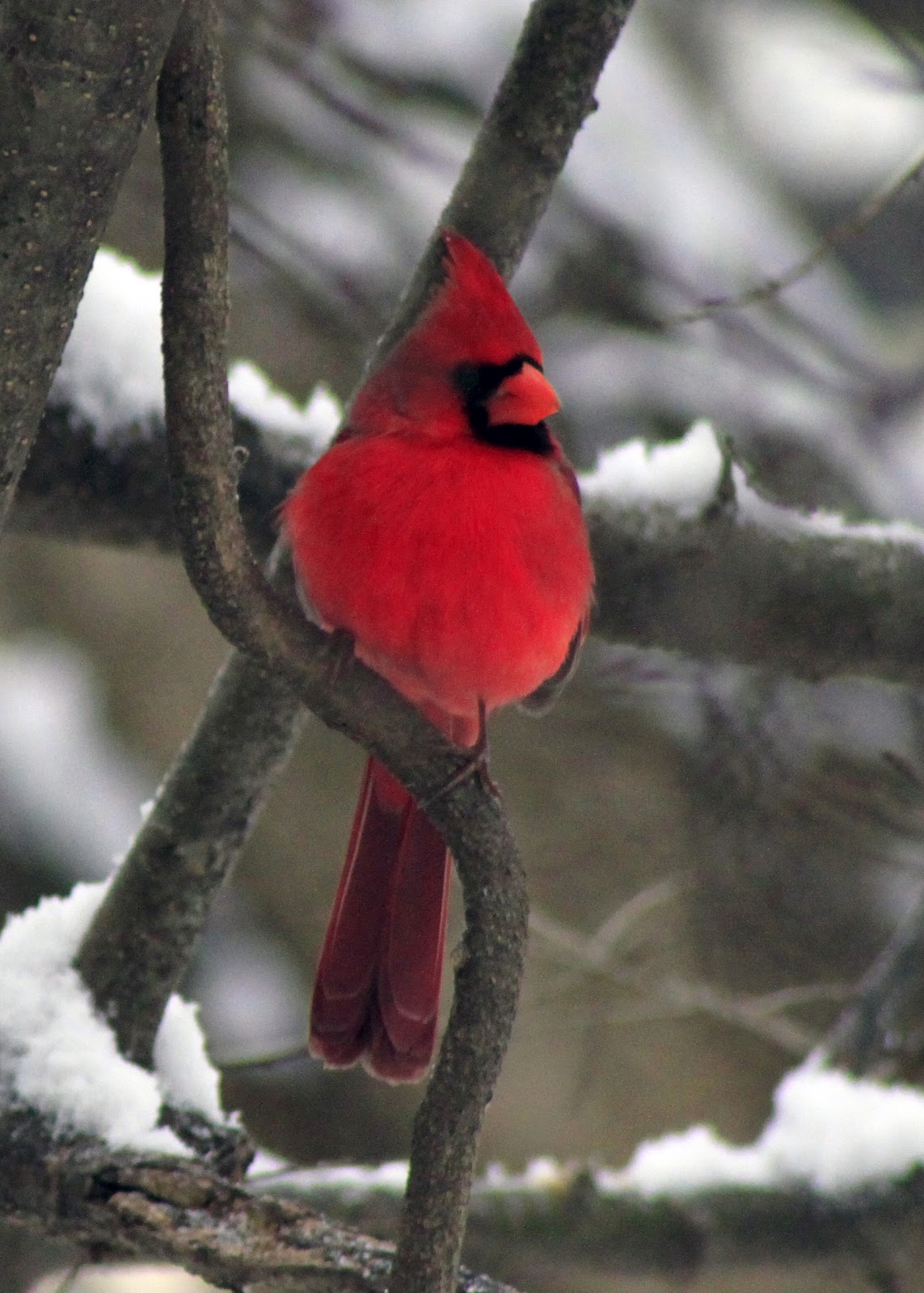 Ponderings of an Elect Exile: focused on Glory...Birds in the Snow