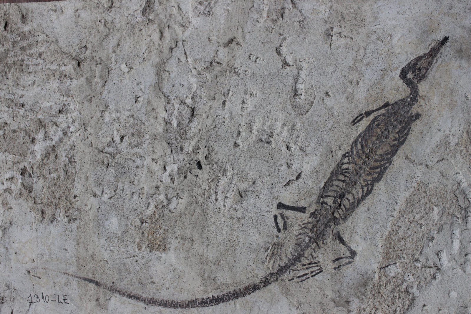 CPRM - Serviço Geológico do Brasil: Mesossauro: O réptil marinho que ...