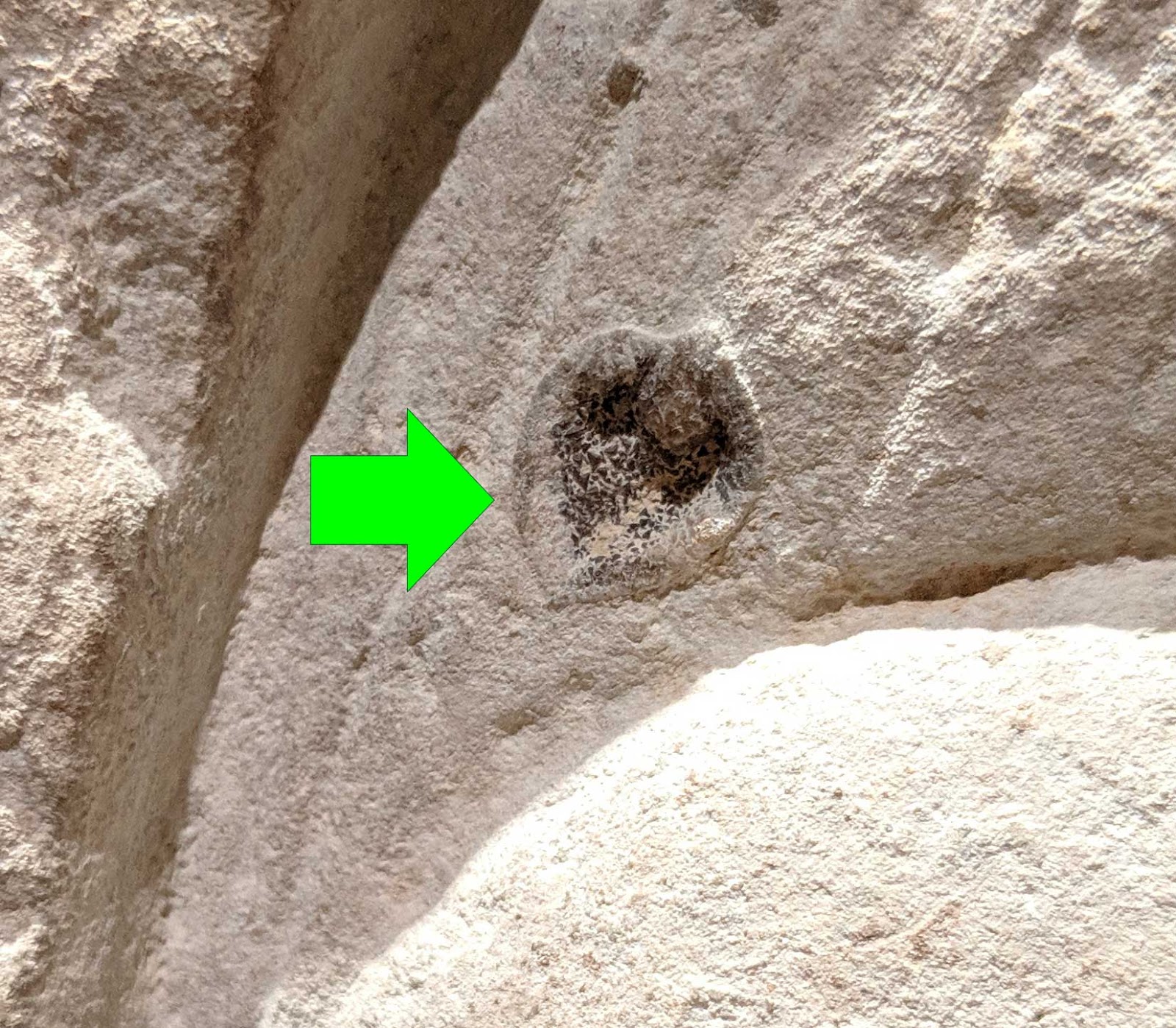 Louisville Fossils and Beyond: Fossils at the Speed Art Museum