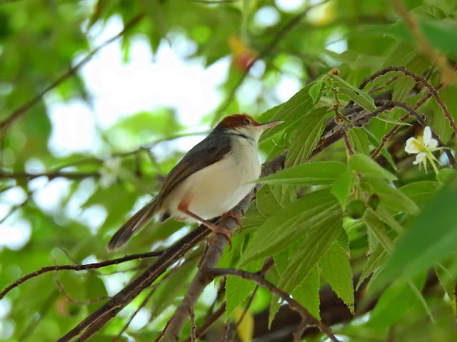 Wild Bird Club of Malaysia: Birds of Palawan Island in Three Days