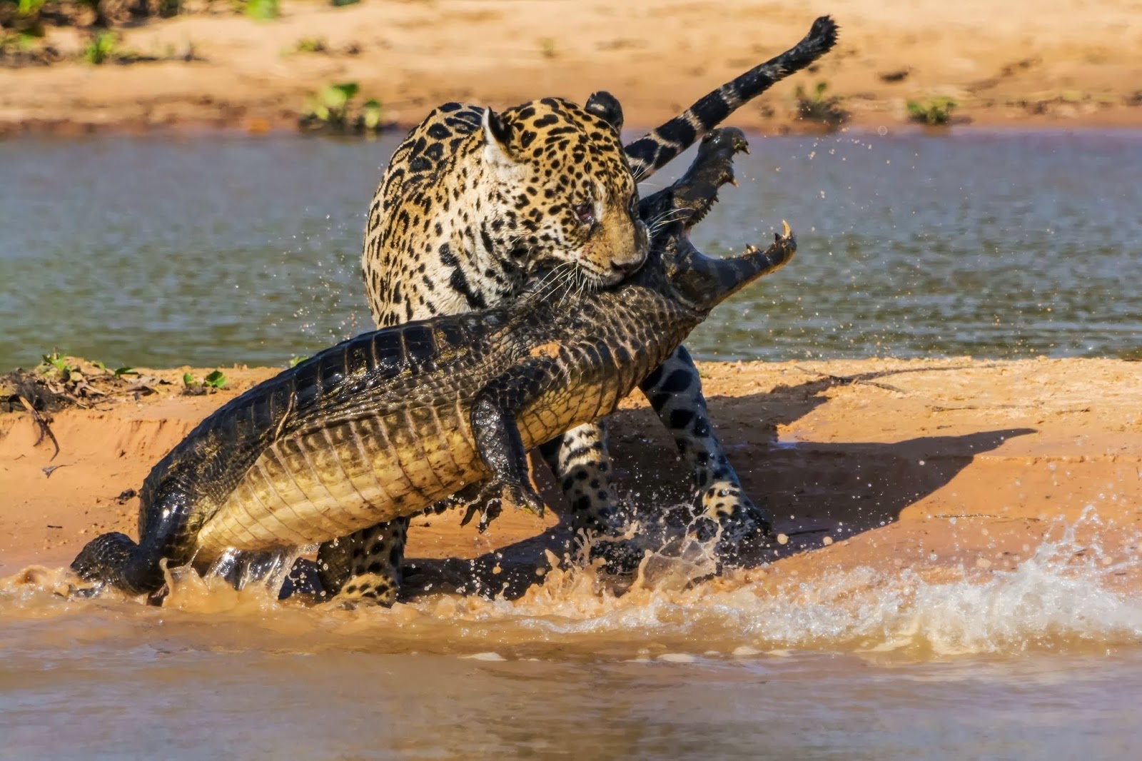 Animals Fighting HD Wallpapers (Wild Animals Images Free Download)