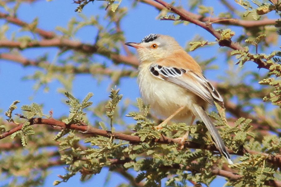 Next Generation Birders Official Blog: Obscure bird of the week ...