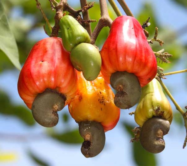 Ciri-ciri Pohon Jambu Mede - Anacardium Ocidentale | BAGAIMANA CARA